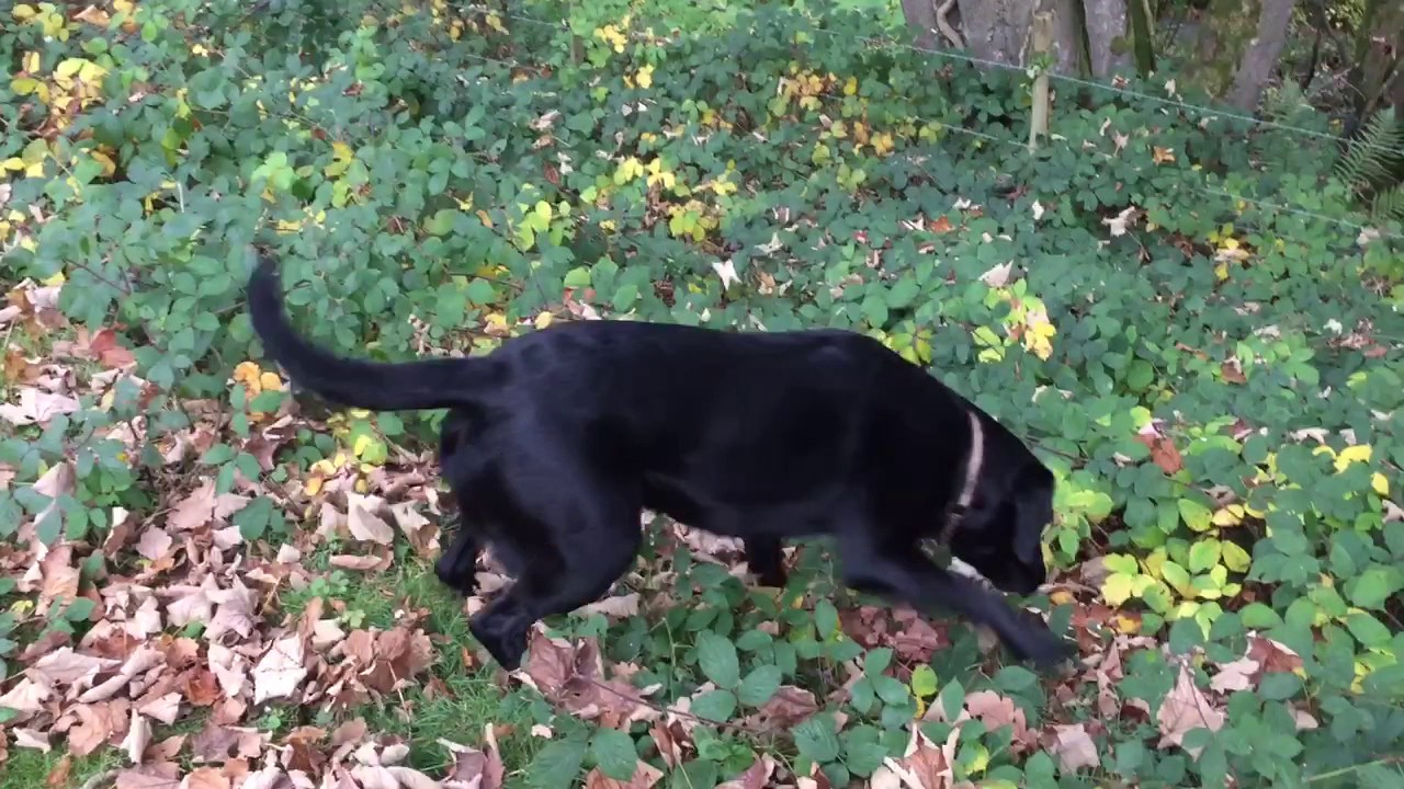 Lovely Springador - YouTube