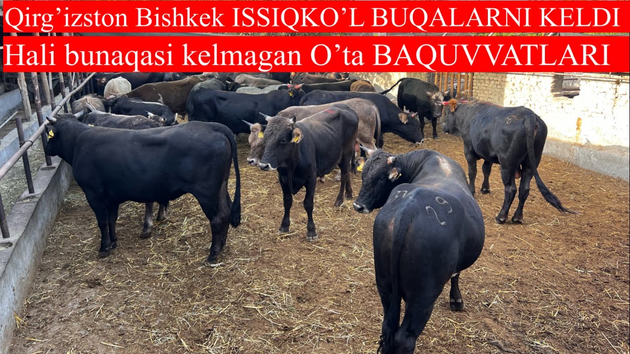 Qirg’izston Bishkek ISSIQKO’L BUQALARNI Udarlari KELDI Hali bunaqasi ...