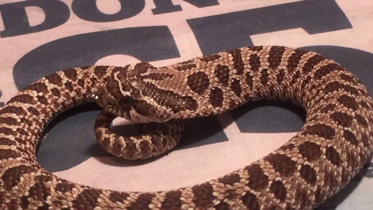 Rudi the hognose snake in need of a home at the GSPCA in Guernsey - YouTube