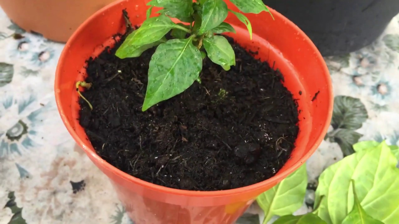 Tips on how to overwinter naga plants - YouTube