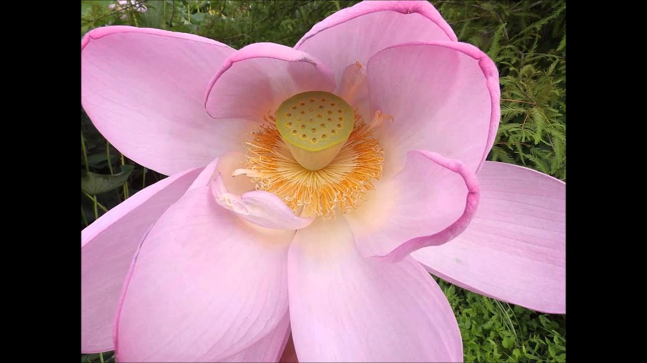 Life of a lotus - YouTube