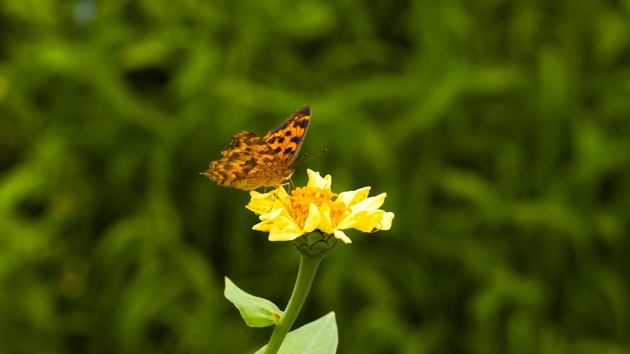 Amazing Nature Beautiful and Beautiful Butterflies flying on the ...