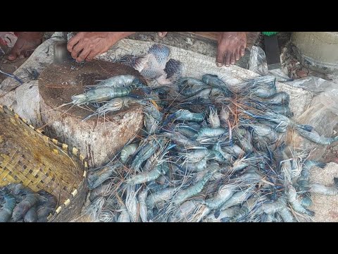 Golda Shrimp Cutting Skills Middle Point Fishing. - YouTube