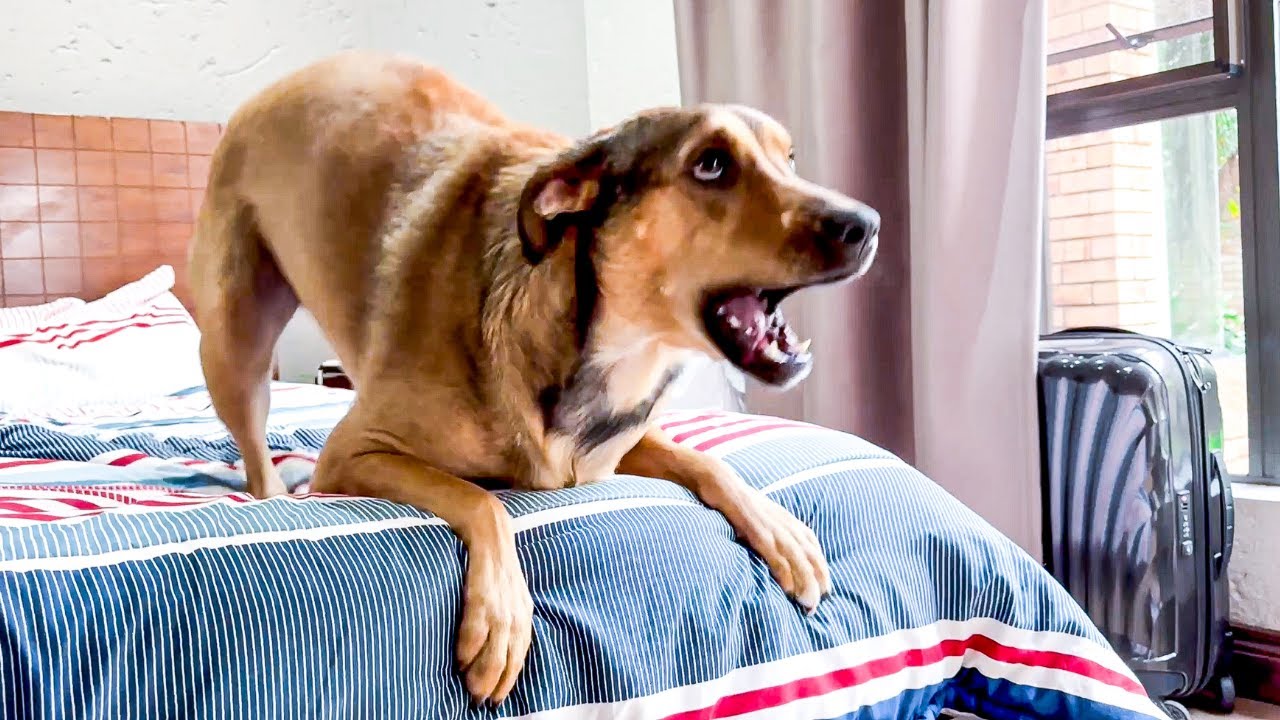My Dog Is An Absolute Maniac - YouTube