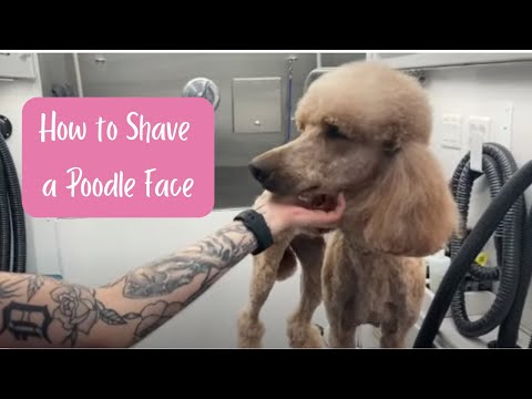 How to shave a poodle's face: A standard poodle's clean face [Updated ...