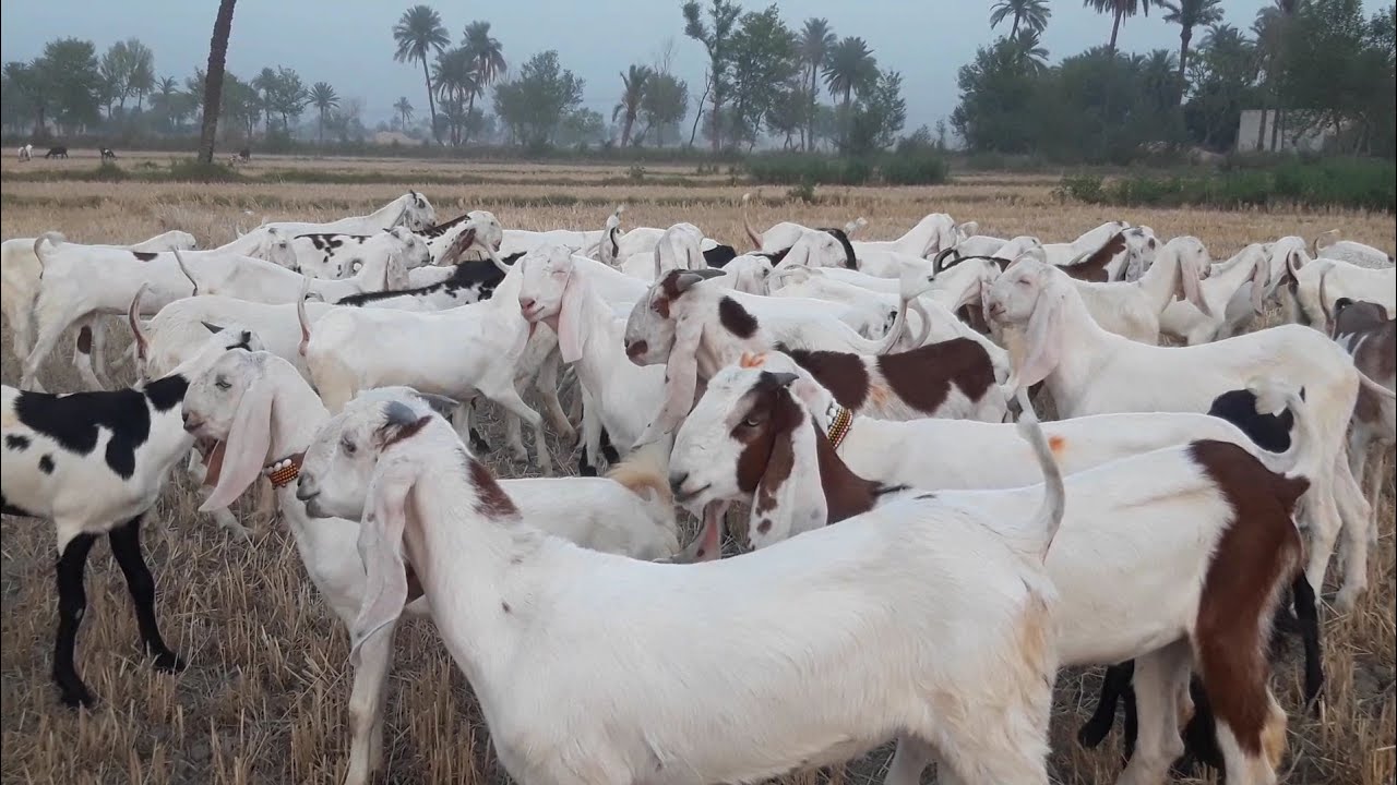 60 bakryan ablak+Rajan puri . dera ghazi Khan 03005331413 ...