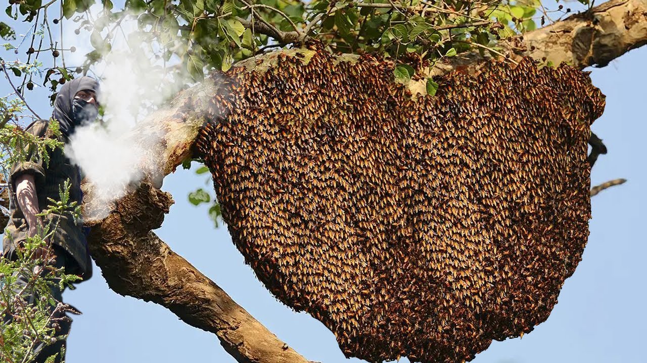 Harvesting A High HONEY Bee in the Jungle / Big Size BeeHive Harvesting ...
