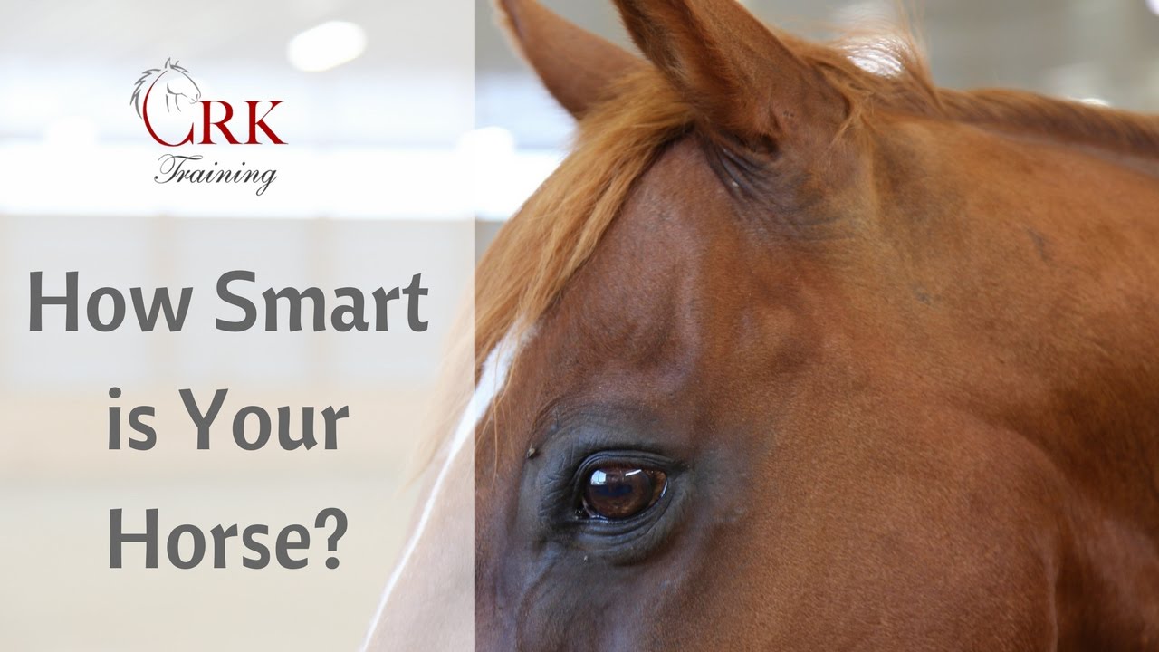 A New Way to Consider the Intelligence of Your Horse - YouTube
