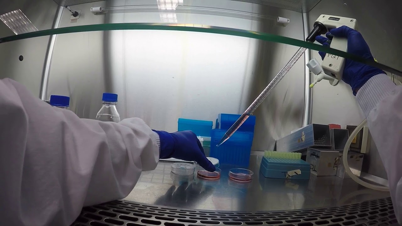 Changing culture media (feeding cell culture) - YouTube