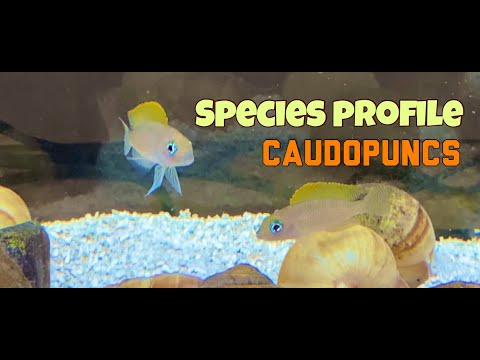 Species Profile - Neolamprologus Caudopunctatus - YouTube