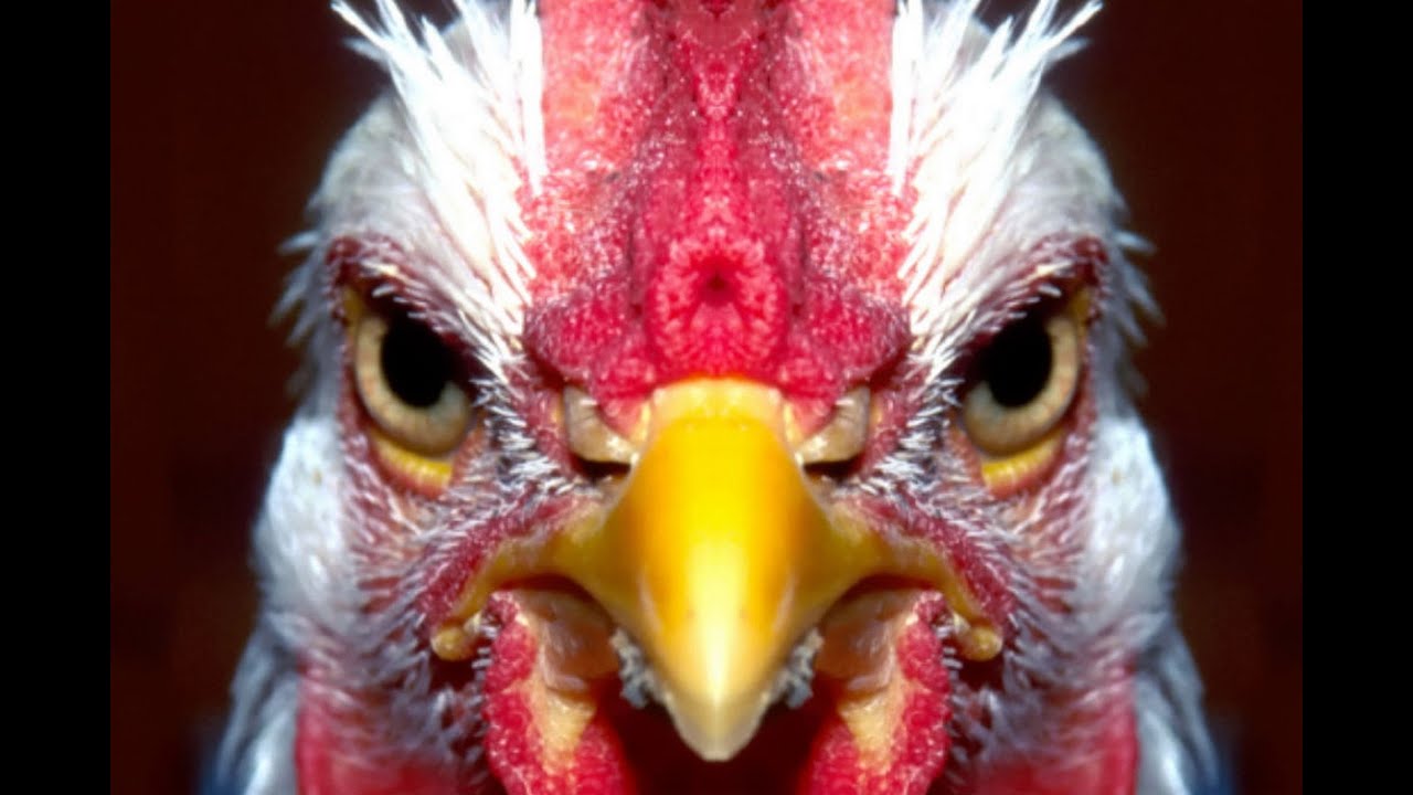 WHEN CHICKENS FIGHT BACK - YouTube