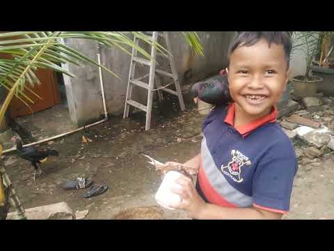 Pemersatu Burung ! masih bocil