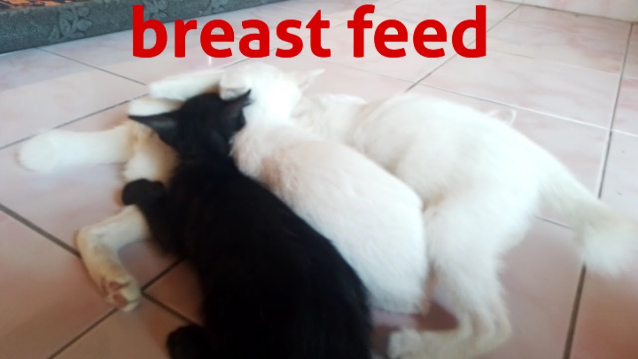 Omi breastfeeding,cat videos cute videos - YouTube
