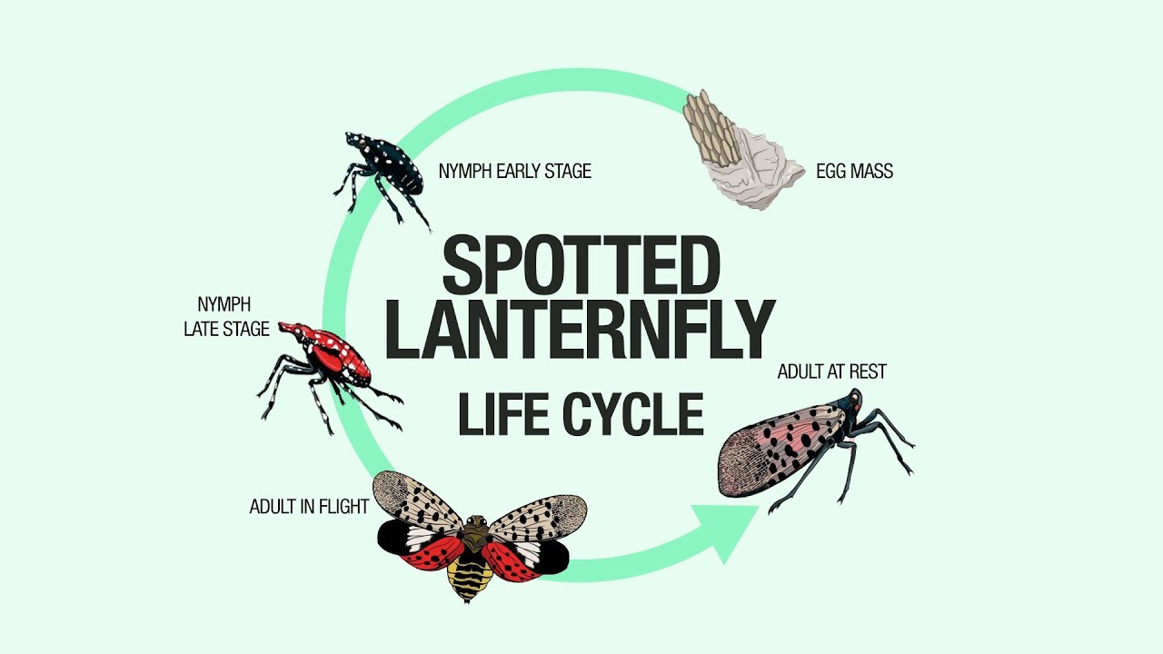 Tips for dealing with the spotted lanternfly - YouTube