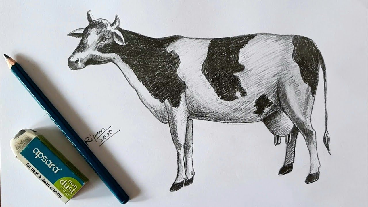 Cow Drawing With Pencil Shade | - YouTube