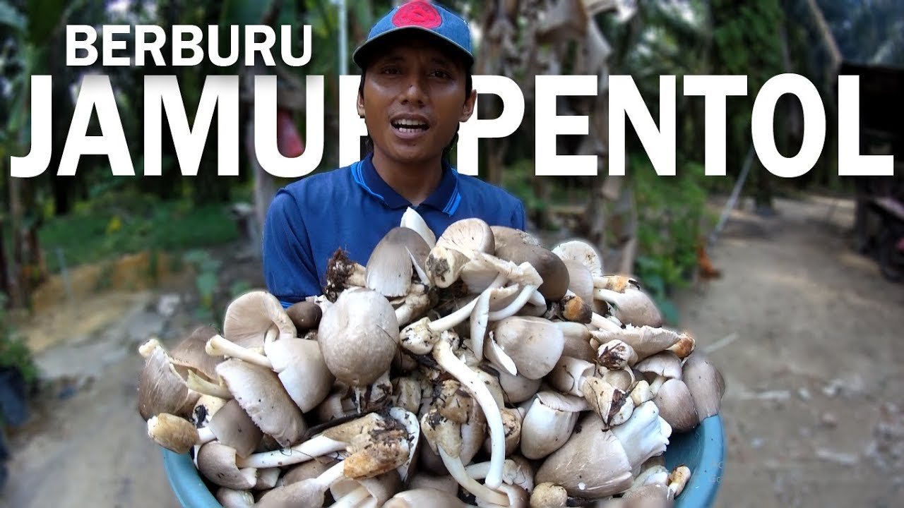 Berburu Jamur Tangkos favorit sumatra - YouTube