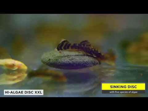 TROPICAL HI-ALGAE DISC XXL - Special food for large bottom-feeding fish ...