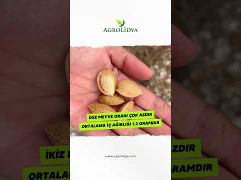 Makako Badem Fidanı Hakkında Tüm Detaylar - Agrolidya Tarım A.Ş.