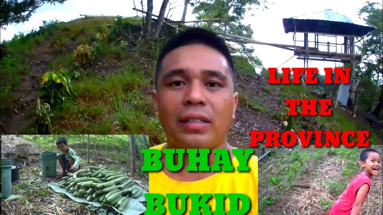 BUHAY BUKID/ANG TANIM NAMING AMPALAYA/READY NA ANG GAMIT SA KUBO/DHO TENGS TV/DIPOLOG CITY - YouTube