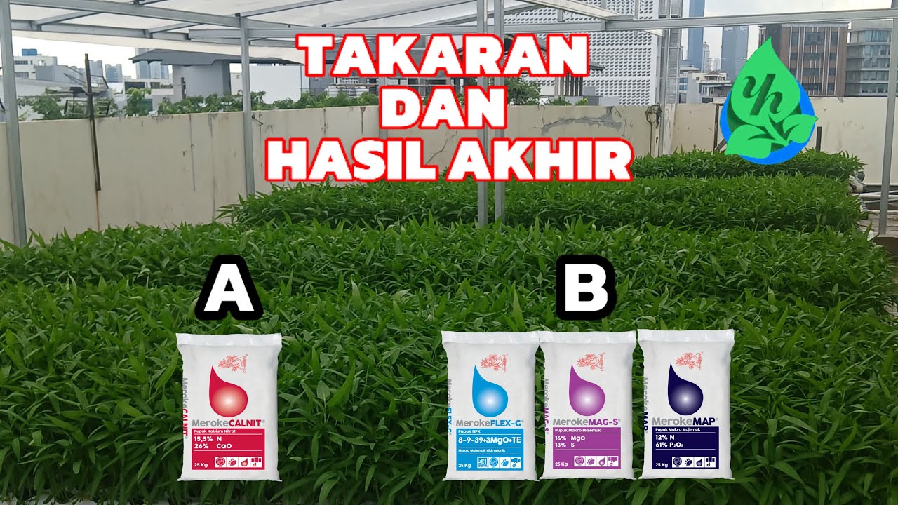 Takaran pemberian pemakaian nutrisi ab mix untuk sayuran daun - YouTube