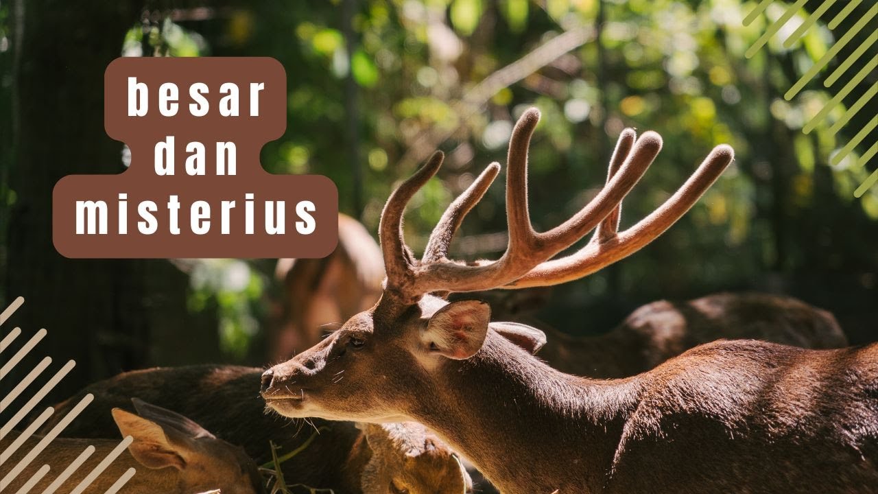 Rusa Sambar: Hewan Misterius dengan Kebiasaan yang Bikin Orang Terkejut ...