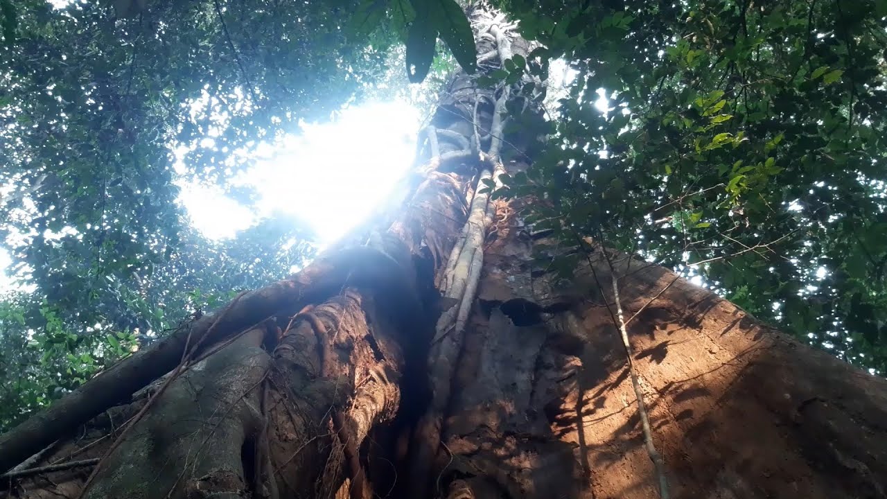 Massive ficus tree (Congolese forest) - YouTube