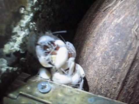 Hissing cockroach giving birth - YouTube