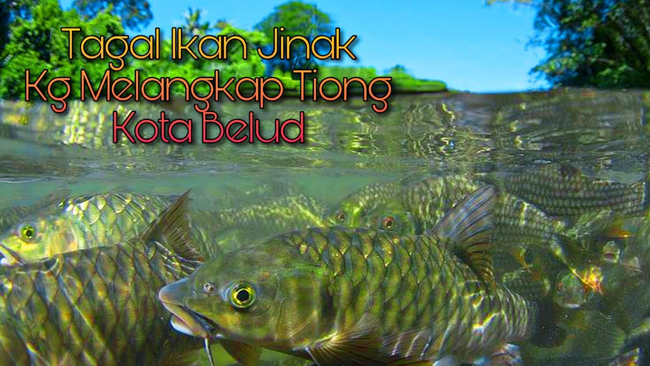 Trip To Tagal Ikan Jinak Kampung Melangkap Tiong, Kota Belud, Sabah ...