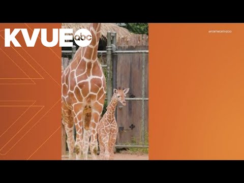Fort Worth Zoo welcomes new baby giraffe