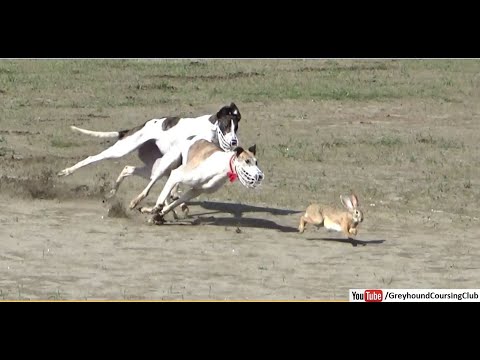 Rabbiting with greyhounds | Dog and rabbit race | Coursing dogs - YouTube