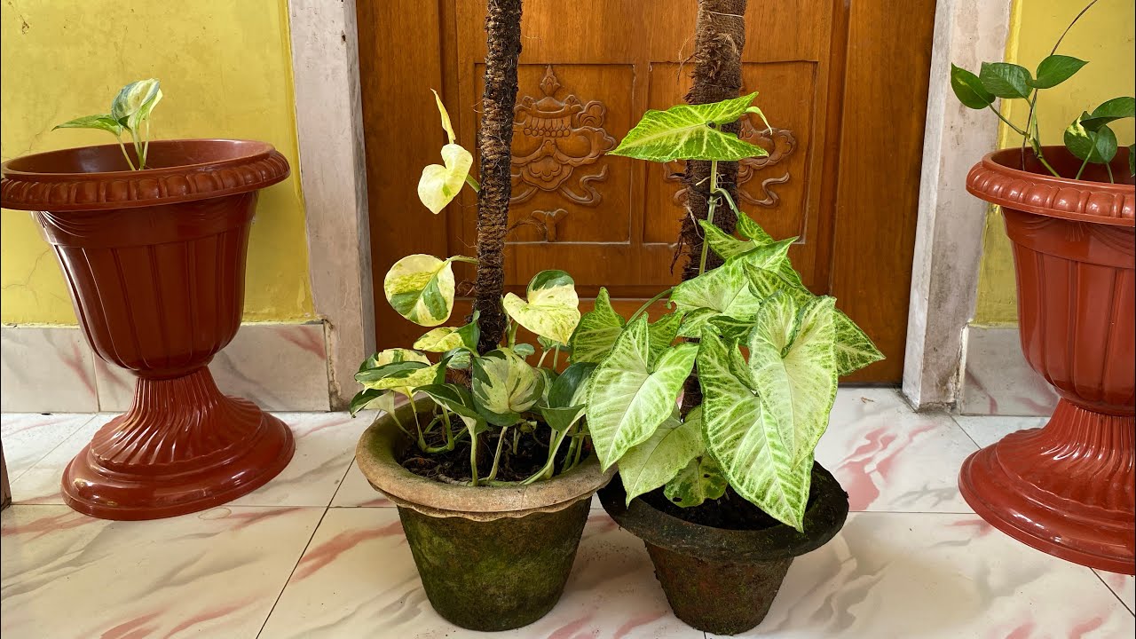 Amazing Coir Stick for beautiful plants - YouTube