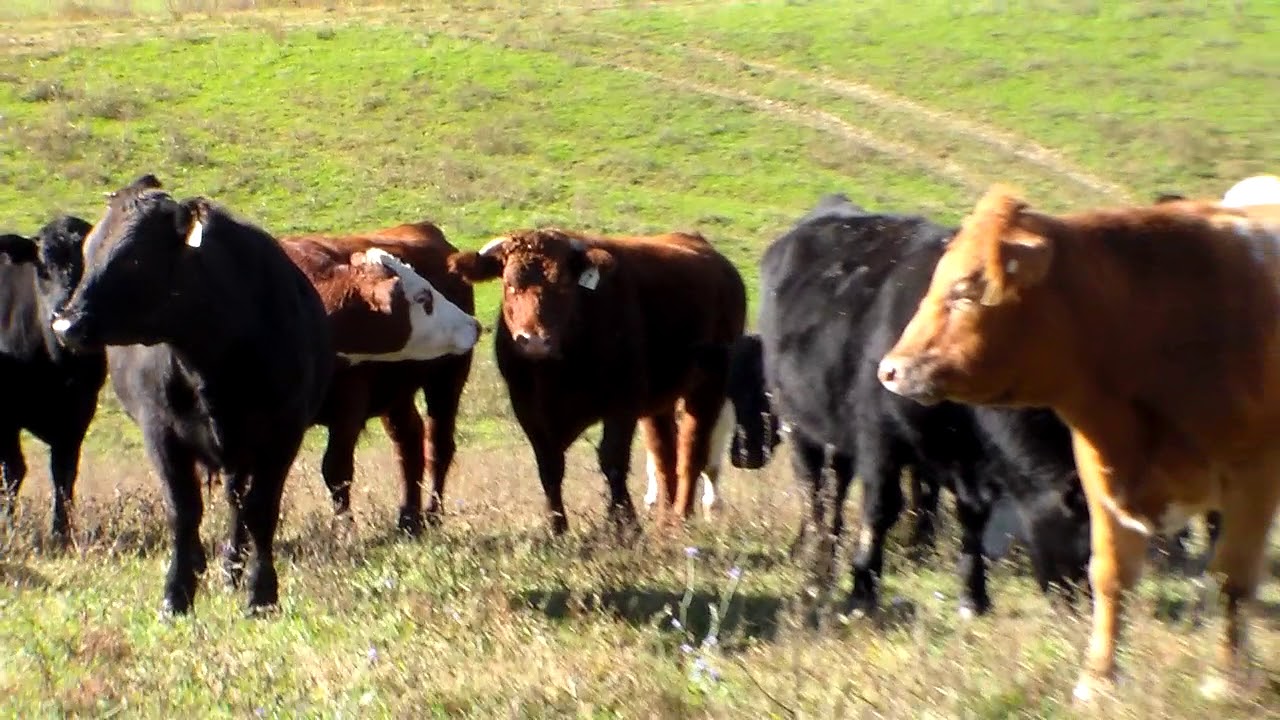 Clinton Bell 2 - YouTube