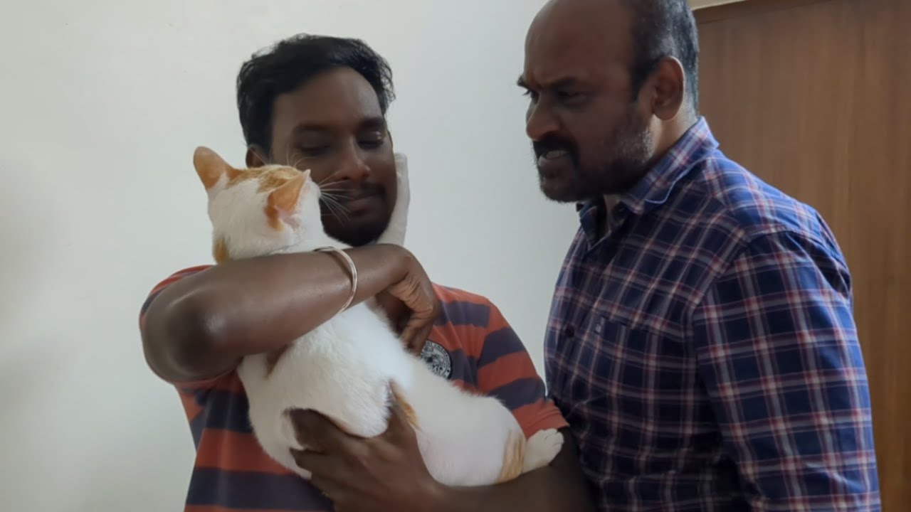 Krish rocked Dad shocked #love #funny #cat #krish #pets - YouTube