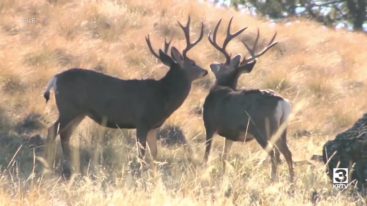 Montana reduces non-resident deer hunting licenses - YouTube