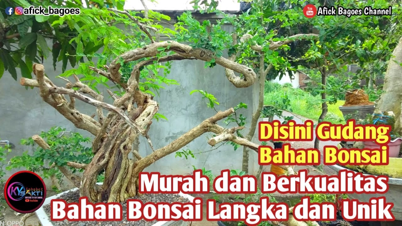Check The Price of Bonsai Unic Materials || Cek Harga Bahan Bonsai Unik ...