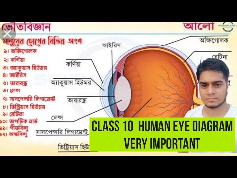 human eye diagram in bengali | human eye parts and function | yusuf sir ...