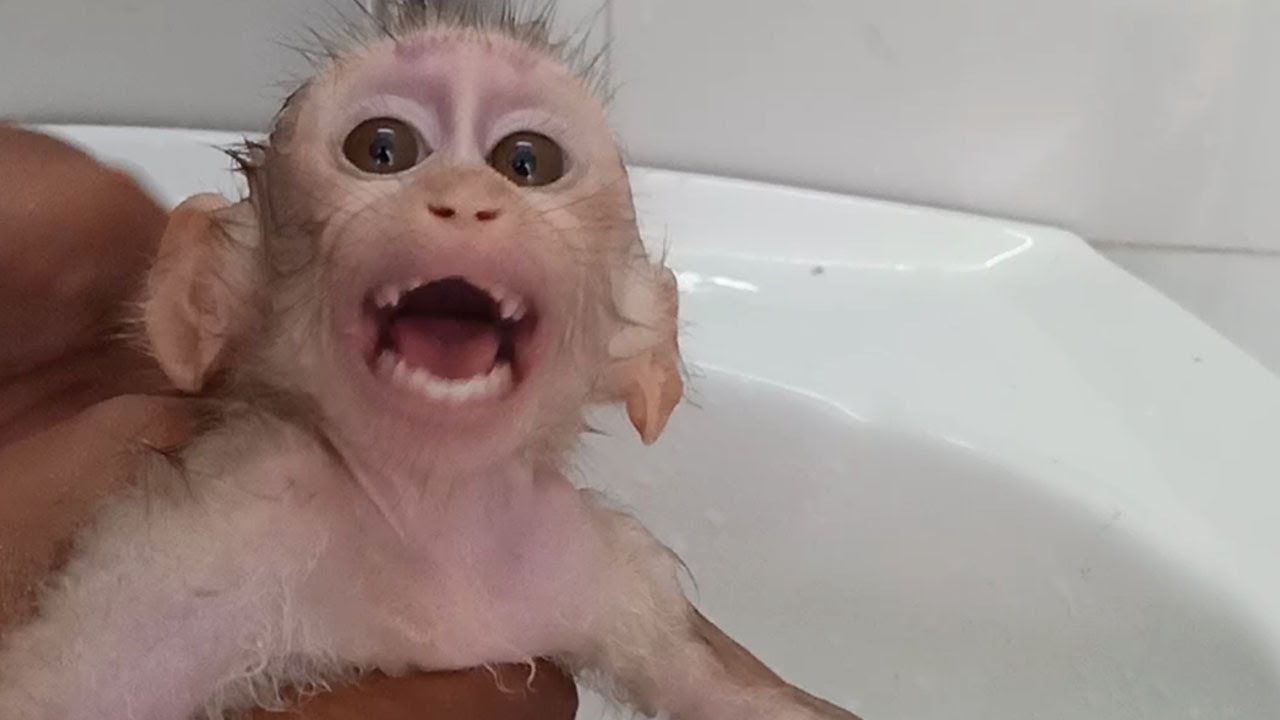 Poor baby monkey screaming loudly when her daddy take a bath with cold water for her - YouTube