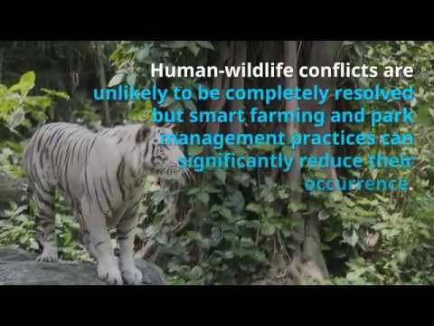Humans vs. Tigers - YouTube