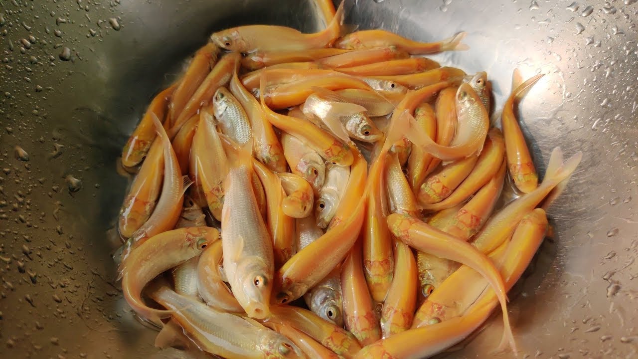 সোনালী রুই মাছ চাষ পদ্ধতি | Golden Rui Fish Farming Formula - YouTube