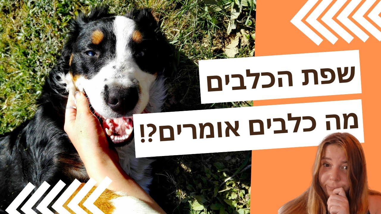 מה כלבים אומרים שפת הכלבים Youtube