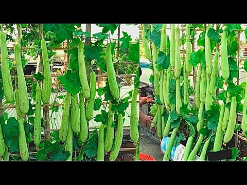 How to growing luffa on the balcony using recycled plastic containers ...