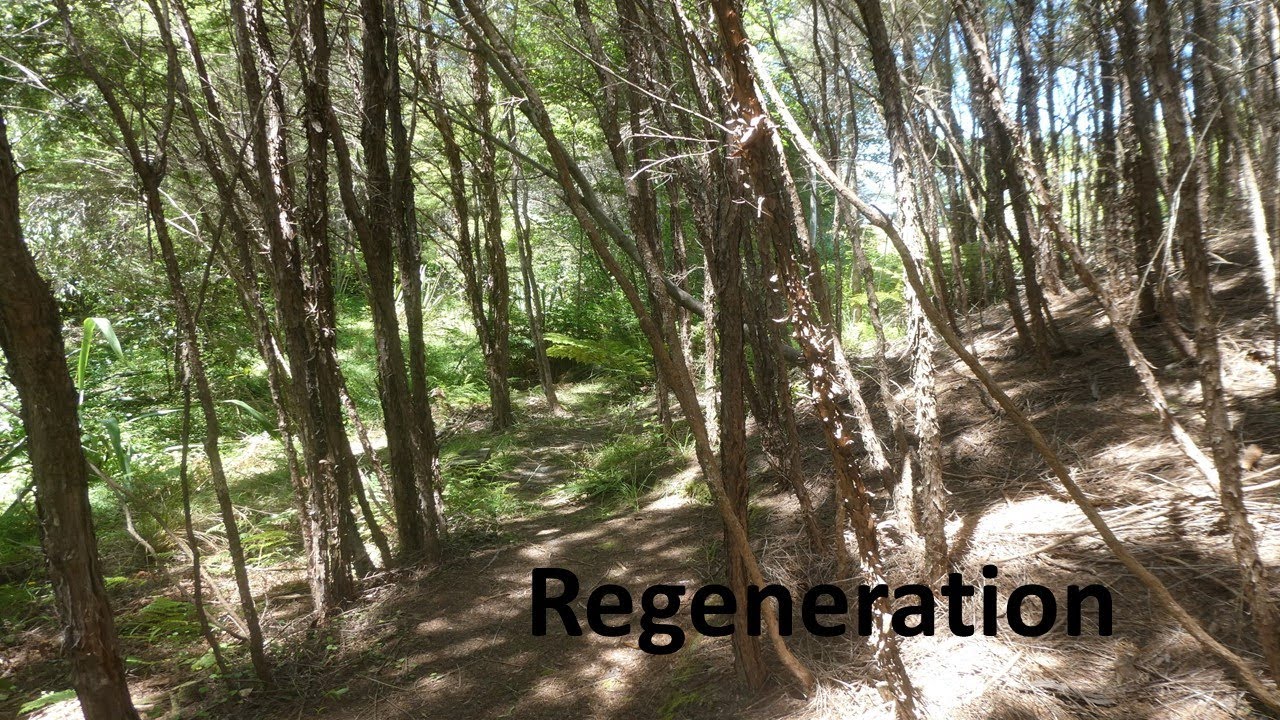 Regeneration of Native Bush - YouTube
