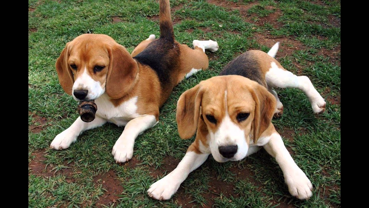 Filhotes De Beagle | Filhotes De Cachorro Beagle - YouTube