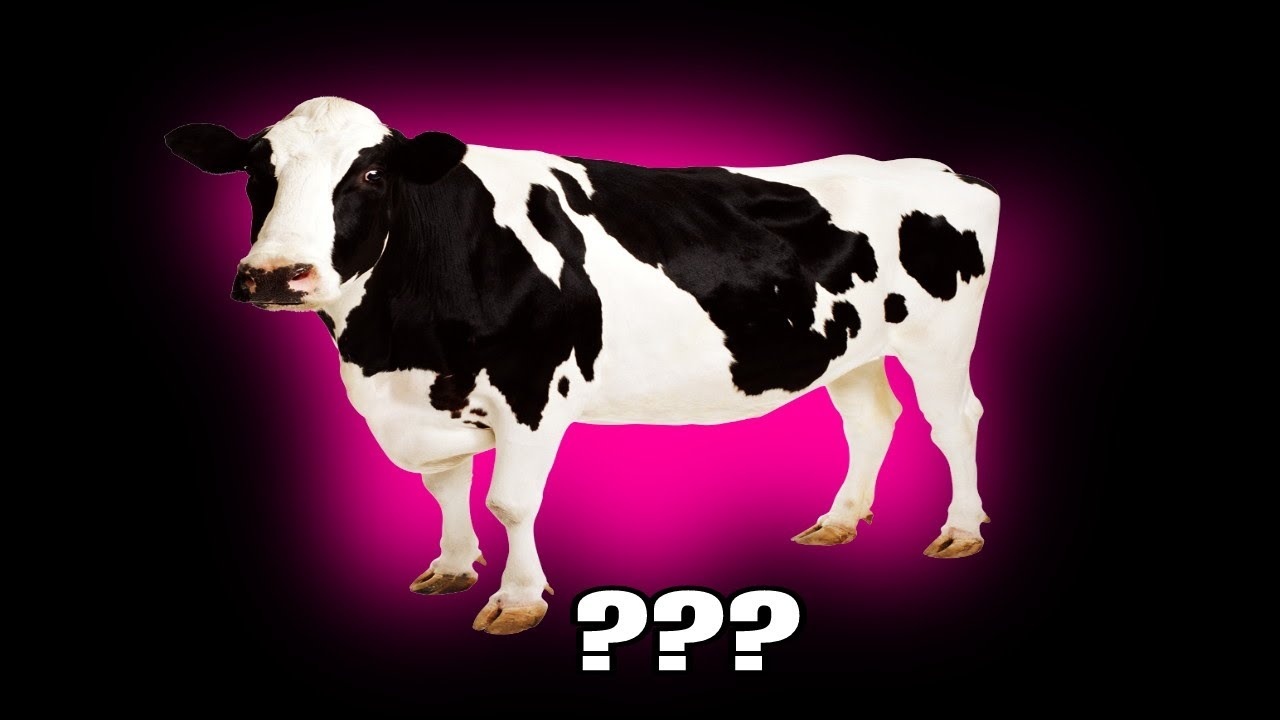 9 Cow Sound Variations in 35 Seconds - YouTube