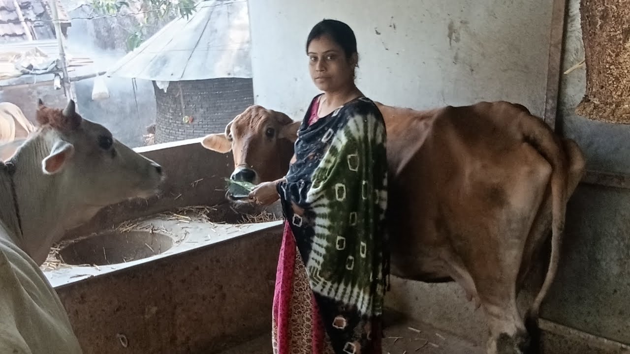 Buri Always Eating 😂🍂🌿🪴🐄My Cute Cow Daily Life#foryou #cow #eating # ...