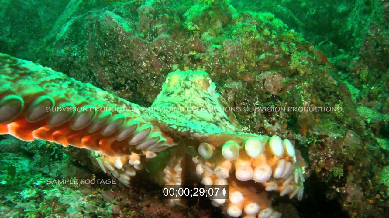 stock footage Giant Pacific Octopus (Enteroctopus dofleini) show ...