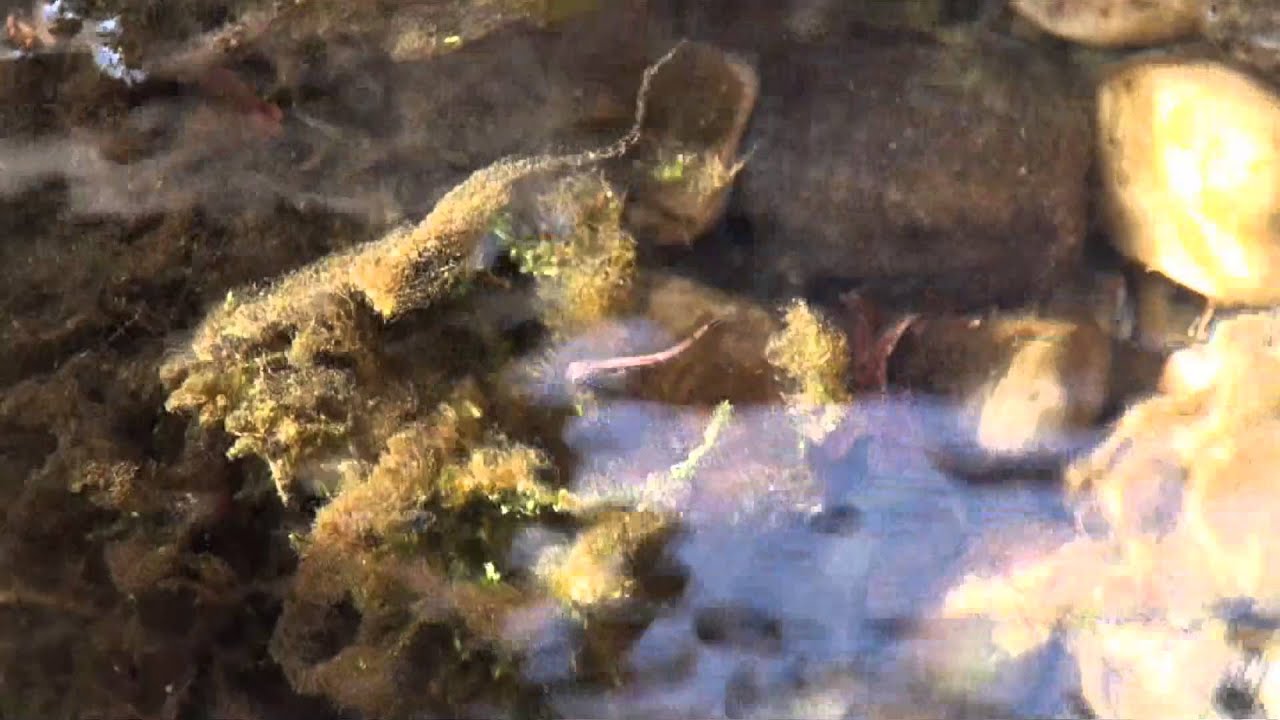 Millennium Creek Spawning Channel trout hatch 2016 - YouTube