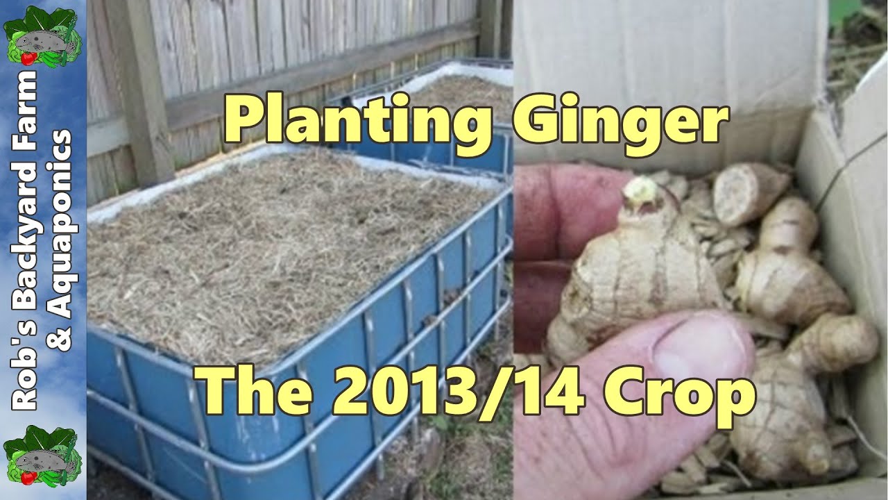 Planting Ginger, 2013/14 crop.. - YouTube