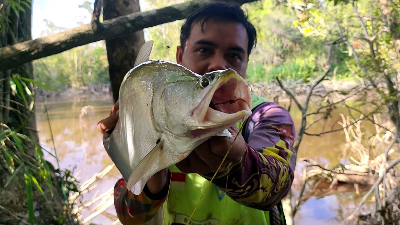 ED***N MANCING DISARANG IKAN BELIDA PIPIH - YouTube