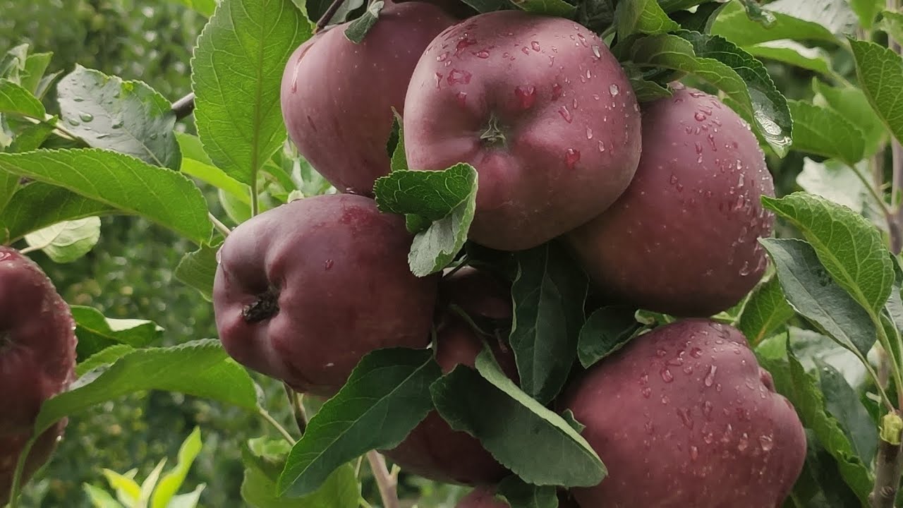 Old is Gold ️🍎🍎🍎my favourite Apple variety |Scarlet spur 2| Episode_90 ...
